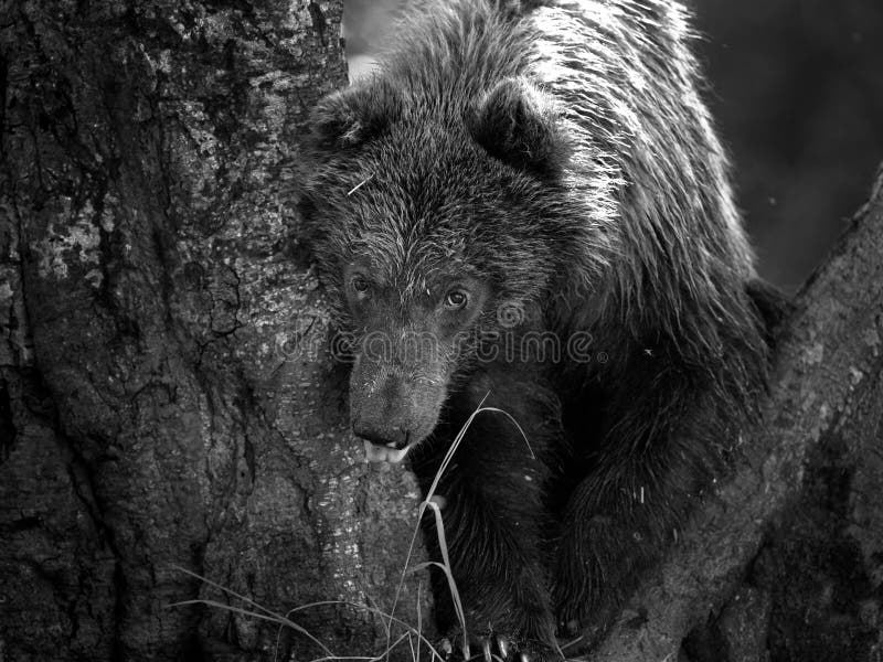 Closeup Grayscale Shot of a Brown Bear Leaning Its Head Against a Tree ...