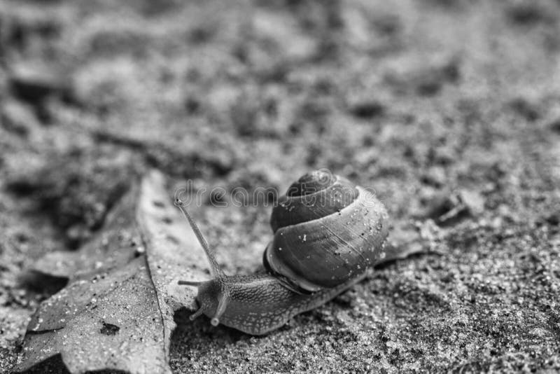 Closeup Grayscale Shot of a Snail and a Fallen Leaf on the Ground Stock ...