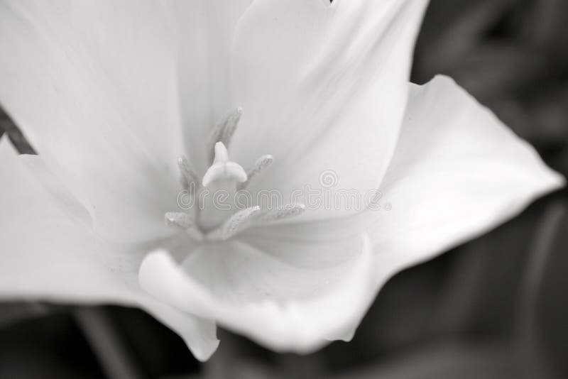 Closeup Grayscale Shot of a Tulip Flower Stock Image - Image of garden ...