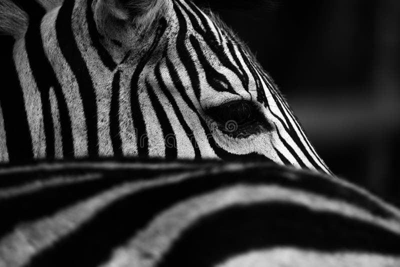 Closeup Grayscale of a Zebra Face Looking Right Stock Photo - Image of ...