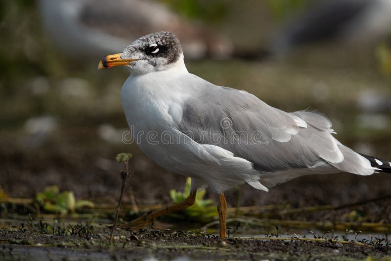 Closeup of a Great Black-headed Gull at Bhigwan Bird Sanctuary, India ...