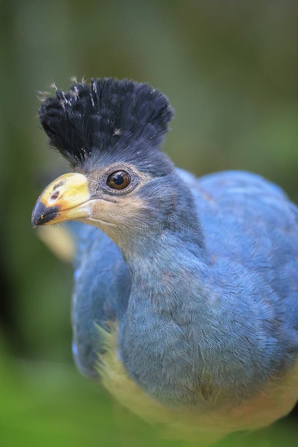 Closeup of a Great Blue Turaco, Corythaeola Cristata, Bird Stock Image ...
