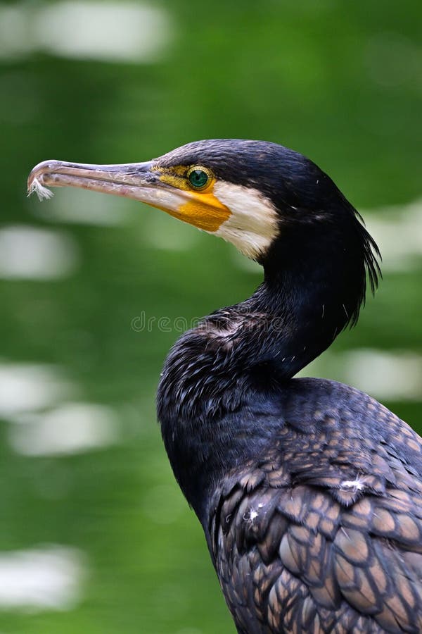 Closeup of a Great Cormorant Bird. Stock Image - Image of beak, nature ...