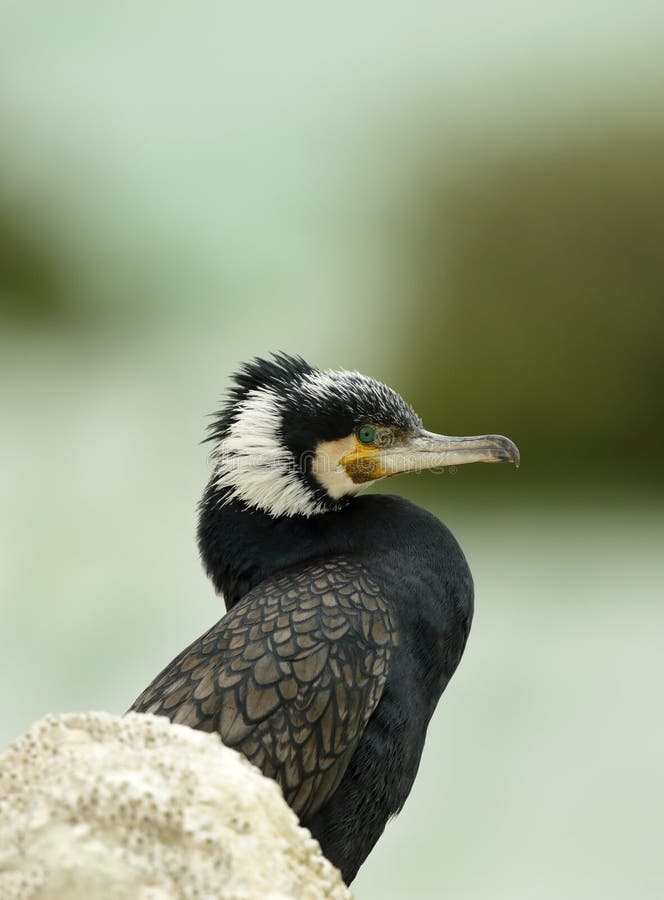 Closeup Of Hooked Beak Of Great Cormorant Stock Photo - Image of arad ...