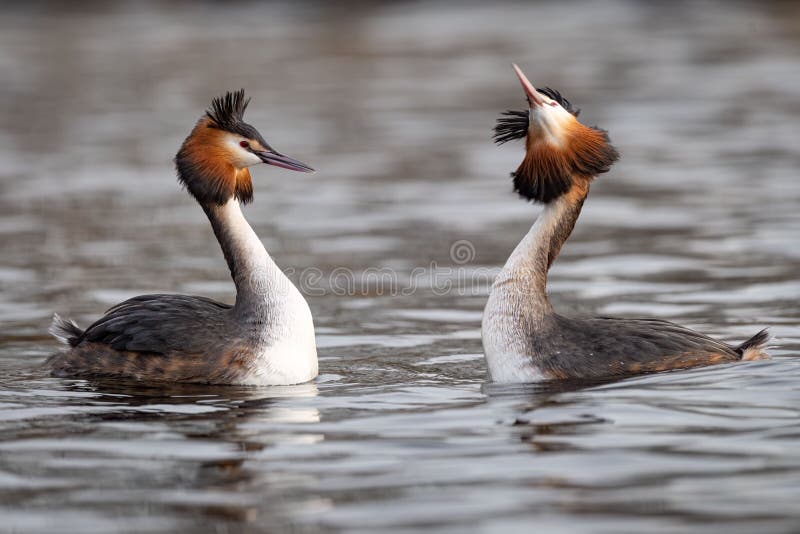 Closeup of Great Crested Grebe (Podiceps Cristatus) Mating in the Water ...