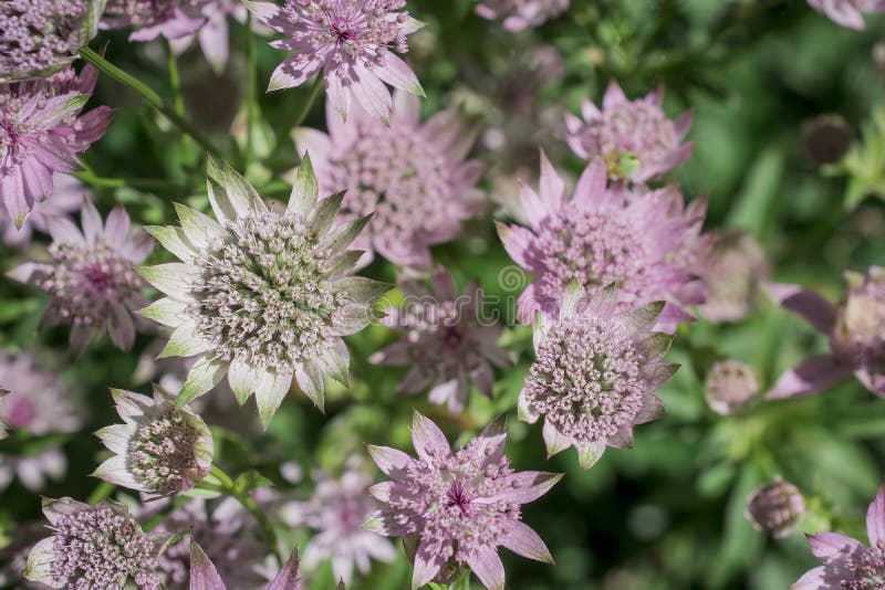 Closeup of a Great Masterwort - Astrantia Major Flowers Stock Photo ...