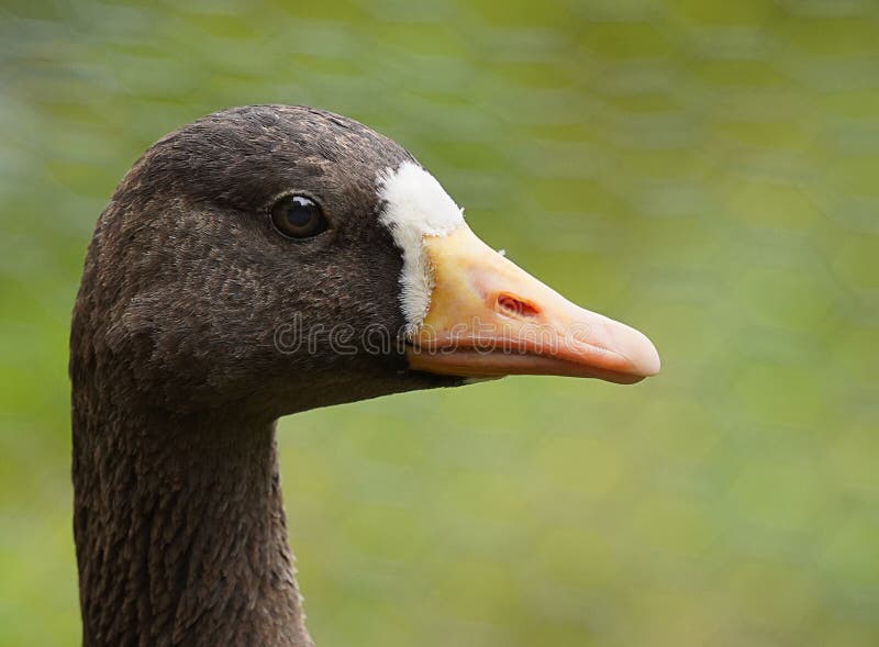 Closeup of a Great White-fronted Goose Head on Blurred Green Background ...
