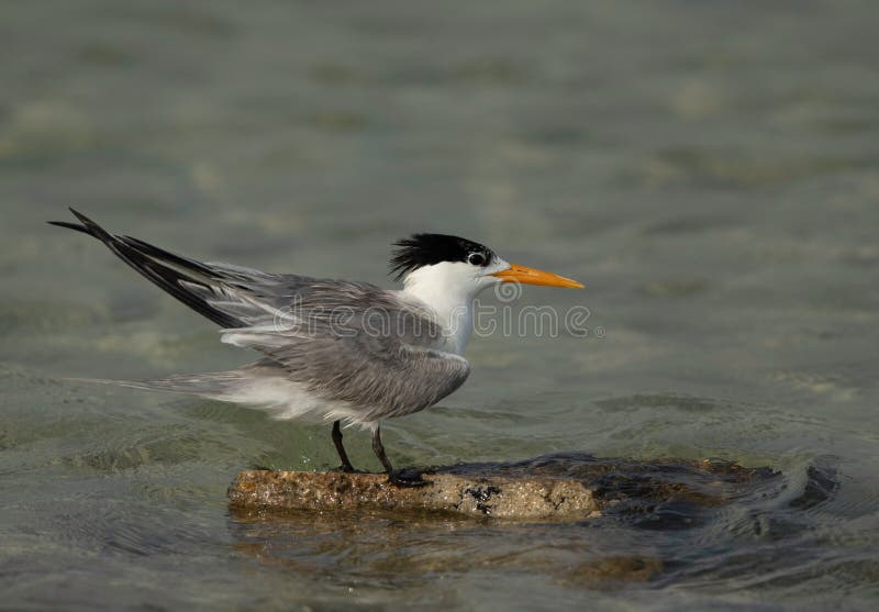 Closeup of a Greater Crested Tern at Busaiteen Coast, Bahrain Stock ...
