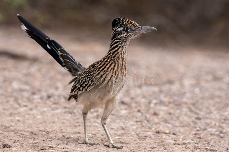 A Roadrunner Closeup in Nevada Stock Image - Image of mexico, avian ...