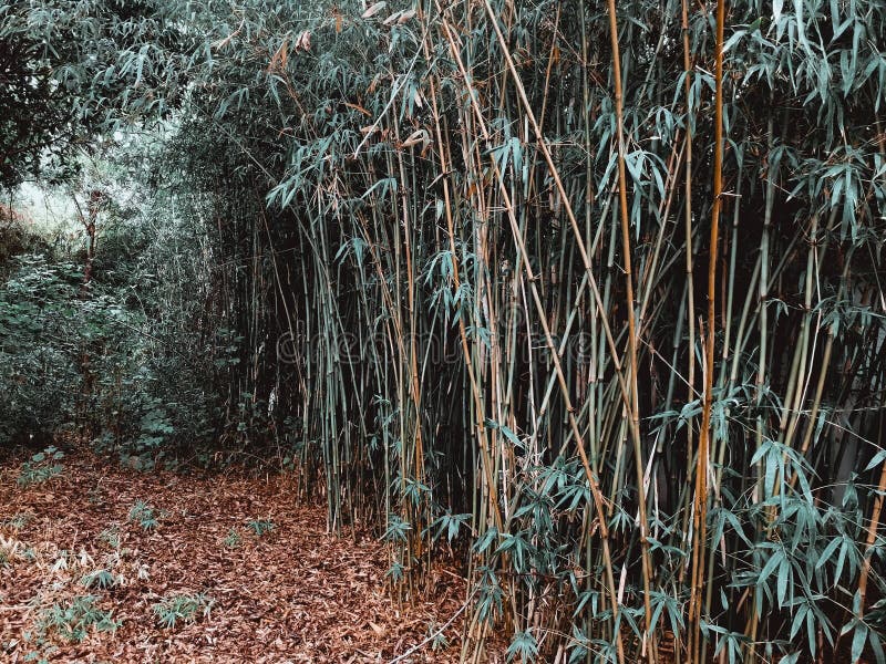 Closeup of green bamboos stock image. Image of trees - 161247187