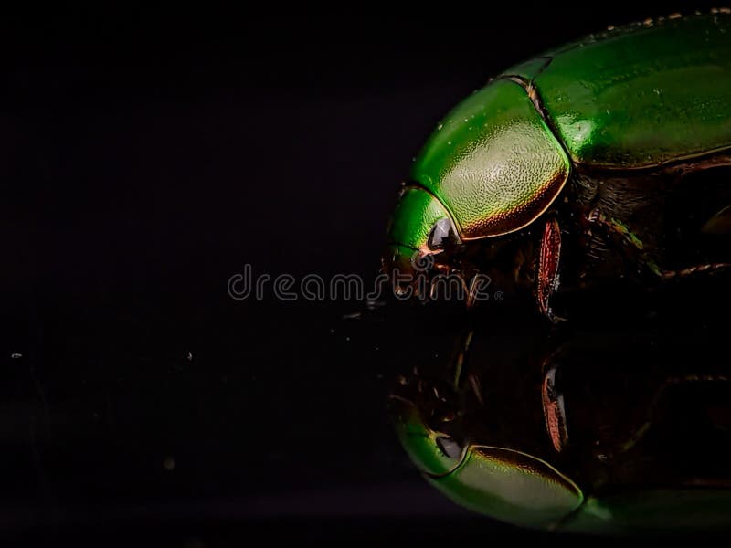 Closeup Green Beetle Bug with Reflection Stock Image - Image of ecology ...