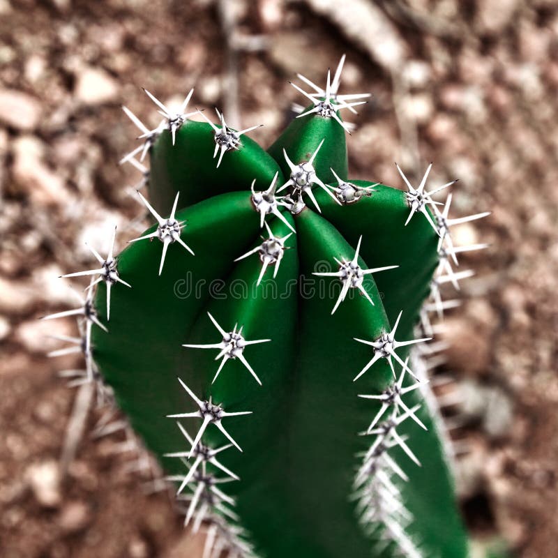 Organic Cactus Texture and Background in Green Color Stock Photo ...