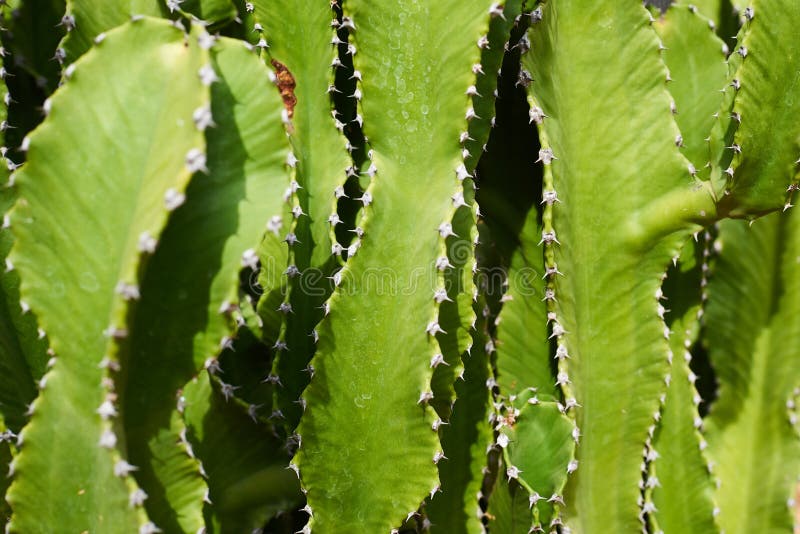 Closeup of a Green Cactus Texture Stock Photo - Image of detail ...