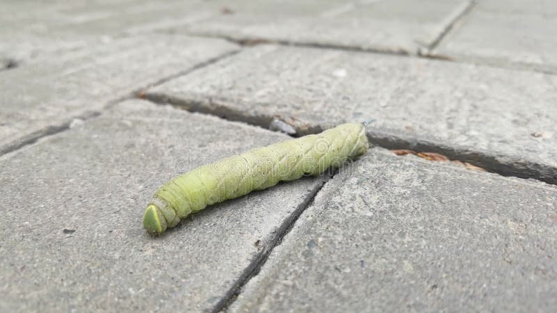 Closeup of Green Caterpillar Crawling on Paved Pathway in Progression ...