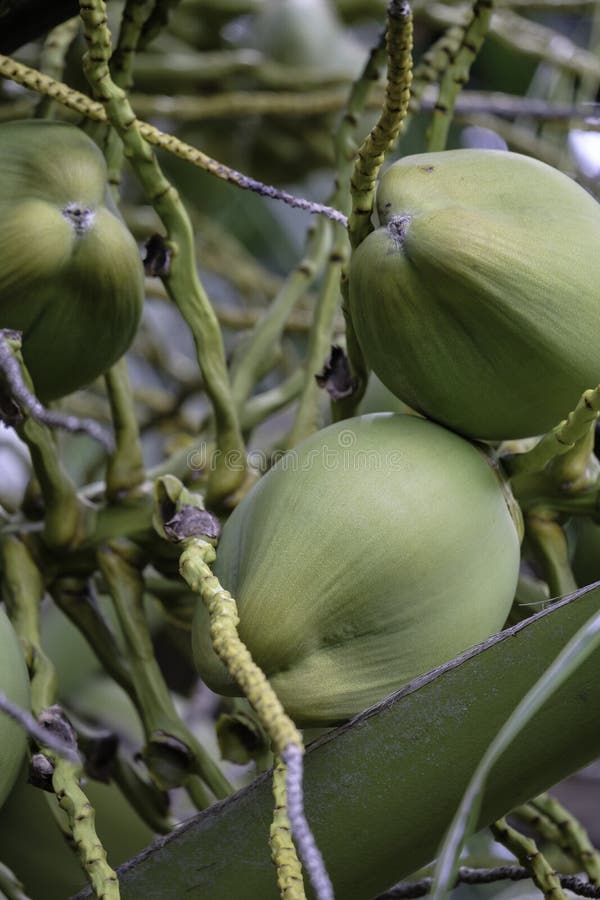 Green Coconuts Hanging on Tree Stock Photo - Image of tree, ingredient ... Green Coconuts Hanging on Tree Stock Photo - Image of tree, ingredient ...