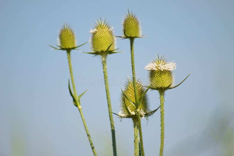 Closeup of Green Cutleaf Teasel Seeds on Blue Sky Background Stock ...
