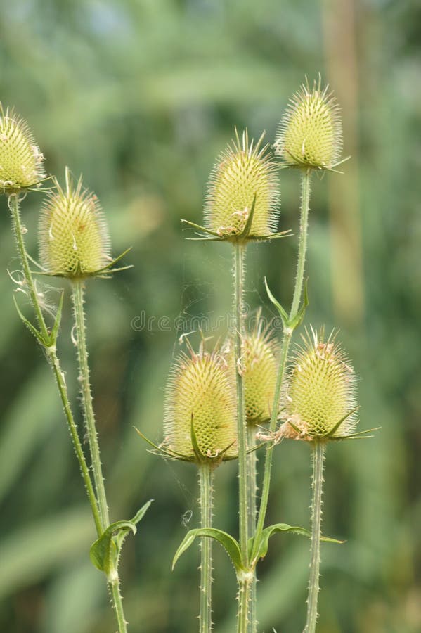 Closeup of Green Cutleaf Teasel Seeds with Blurred Plants on Background ...