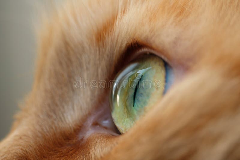 1,635 Cat Eye Side View Stock Photos - Free & Royalty-Free Stock Photos ...