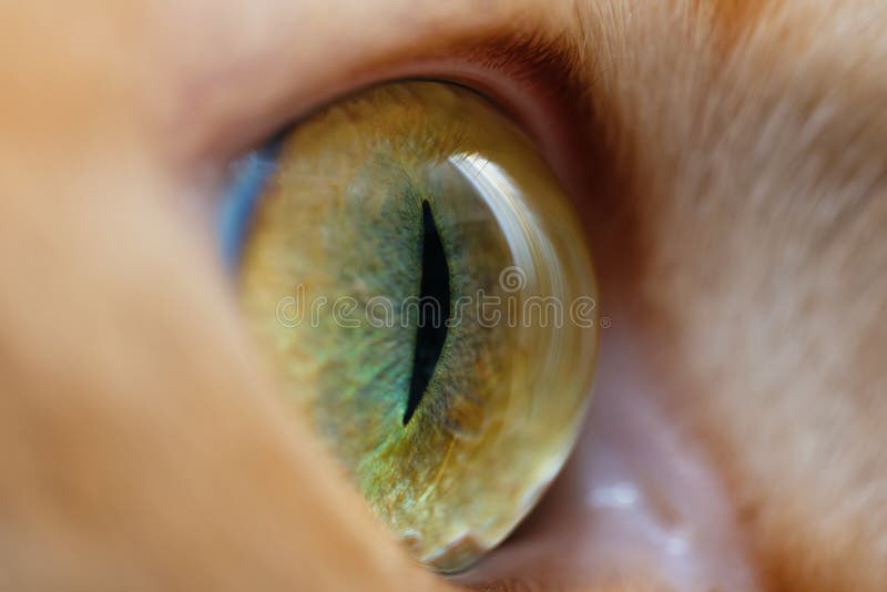 1,669 Cat Eye Side View Stock Photos - Free & Royalty-Free Stock Photos ...