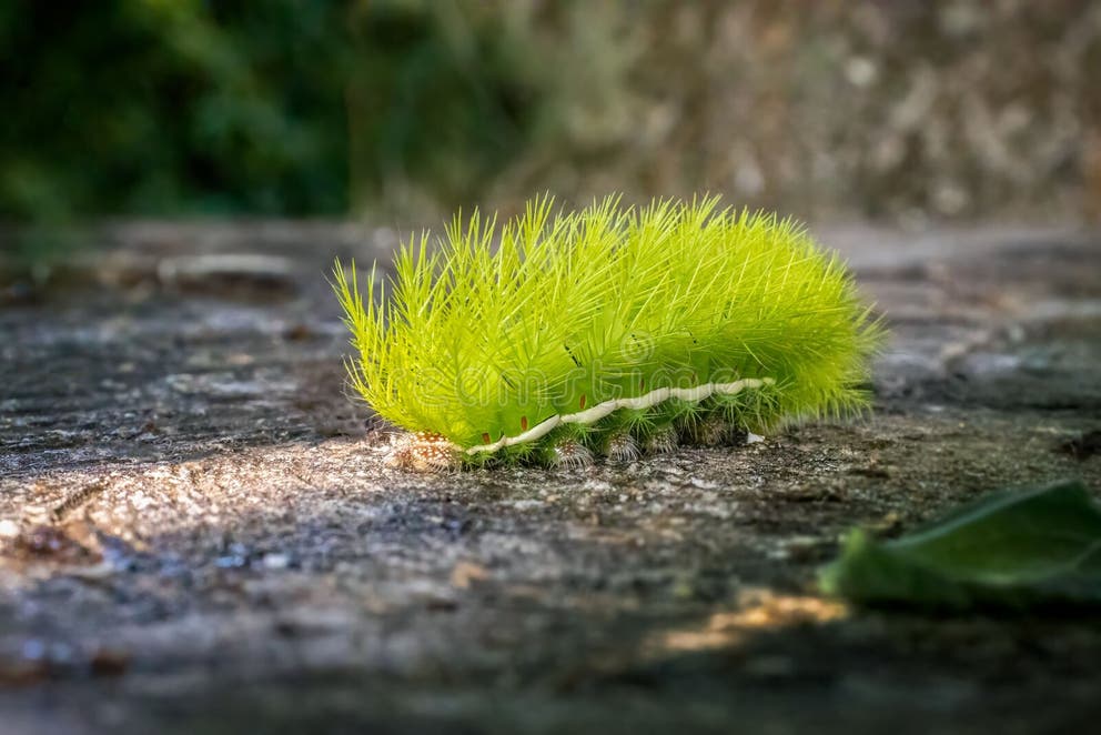 Closeup of a Green Fire Caterpillar on the Ground Stock Image - Image ...