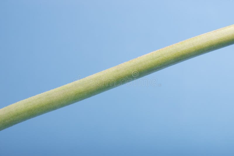 Closeup of Green Flower Stem Stock Image - Image of botanical, stem ...