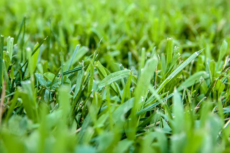 Closeup Green Fresh Cut Grass Shallow Depth of Field, Selective Focus ...
