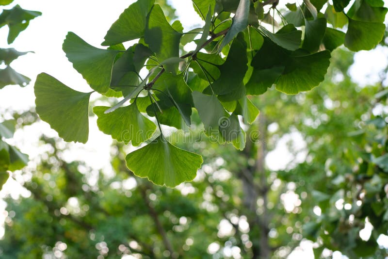 Closeup of Green Ginkgo Tree Leaves with Blurred Vegetation in the ...