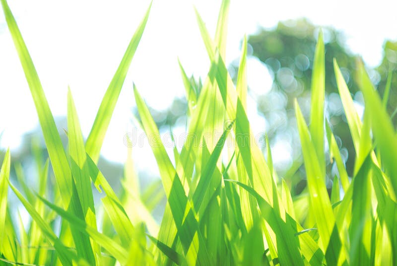 Closeup Green Grass in Backlight, Nature Stock Photo - Image of grasses ...