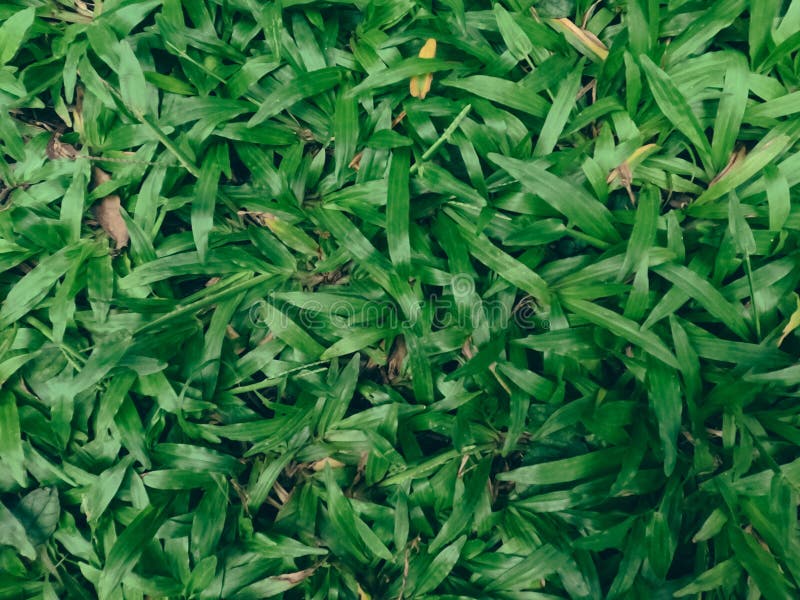 Closeup of Green Grass Landscape Ground Cover Stock Photo - Image of ...