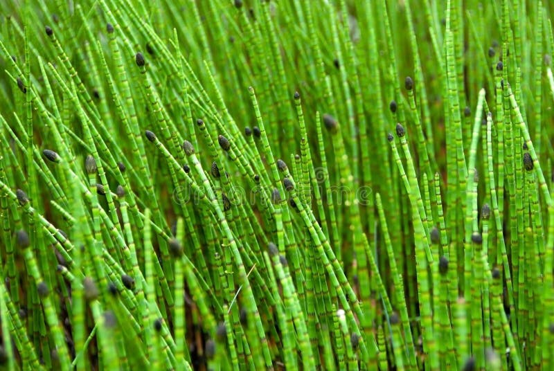 Closeup On Green Grass Sticks In Wetlands Stock Photo - Image of ...
