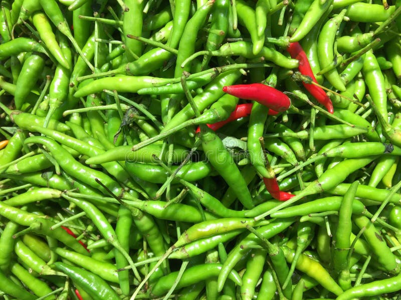 Green Hot Chilies stock image. Image of cooking, healthy - 101377669