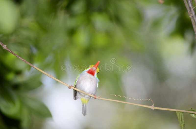 Closeup of a Green Hummingbird with a Red Beak Standing on a Tree ...