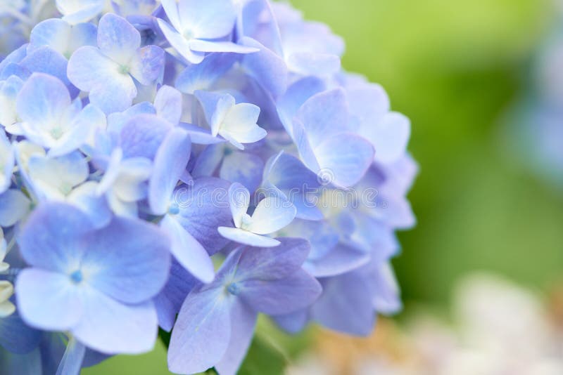 Closeup of Green Hydrangea Hydrangea Macrophylla are Blooming Stock ...