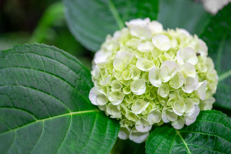 Closeup of Green Hydrangea Hydrangea Macrophylla are Blooming Stock ...