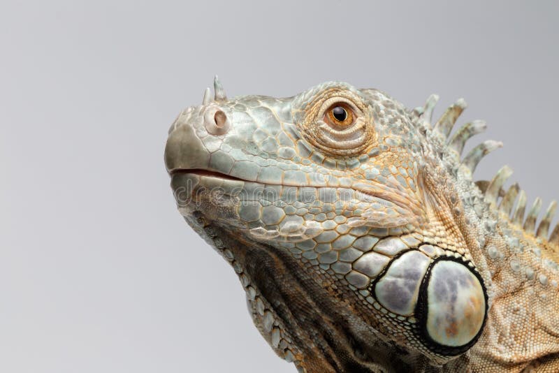 Closeup Green Iguana Looking Up on White Stock Photo - Image of skin ...