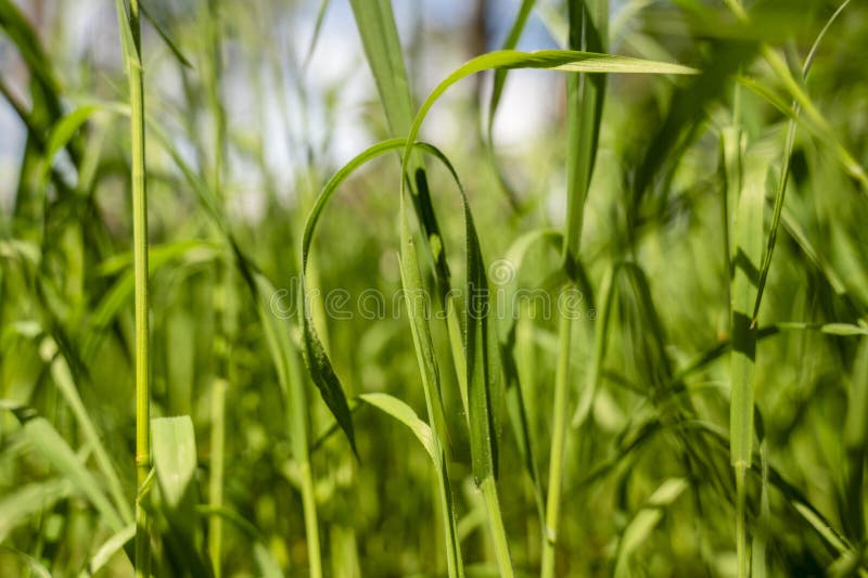 Closeup Green Lawn Spring Pattern Tall Grass Backlit Nature Background ...
