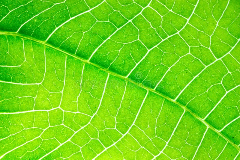 Green Leaf Texture Background Stock Image - Image of fresh, asymmetry ...