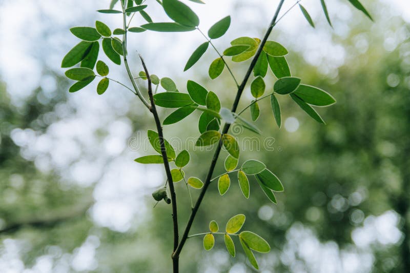 Lush Green Leaves on Tree Branches Stock Image - Image of tree, botany ...