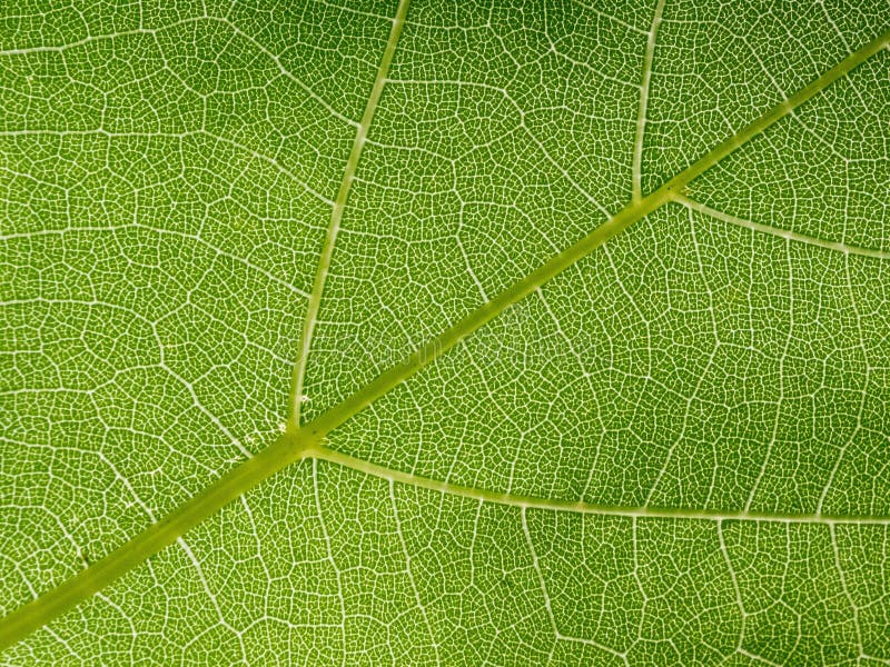 The Underside of a Leaf S Green Texture, Showing Leaves and Veins Stock ...