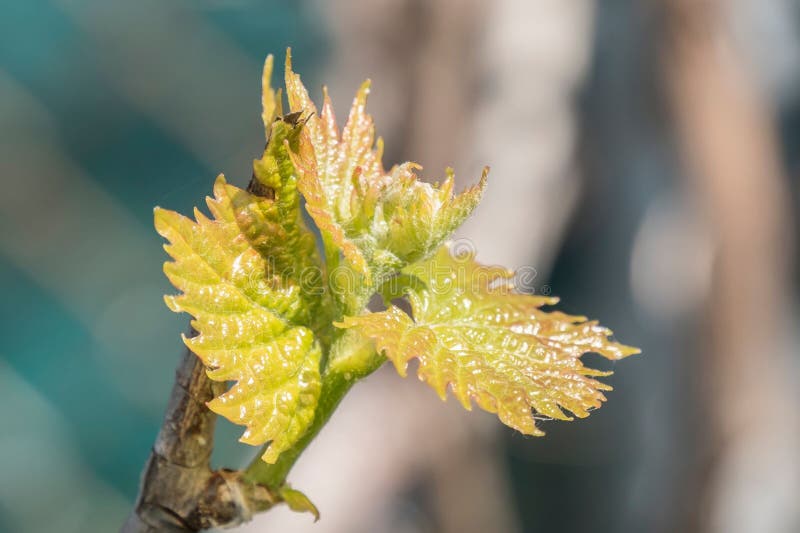 Closeup of a Green Leaf on the Stem of a Tree Stock Photo - Image of ...