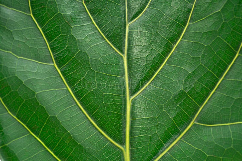 Closeup Green Leaf Texture Background Stock Image - Image of bright ...