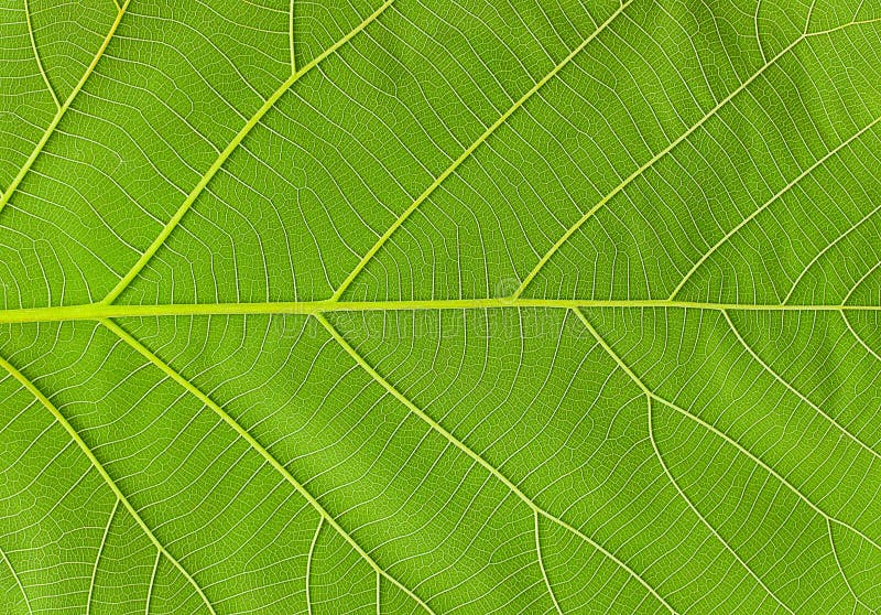 Closeup of Green Leaf Texture,Used To Create a Background for Entering ...