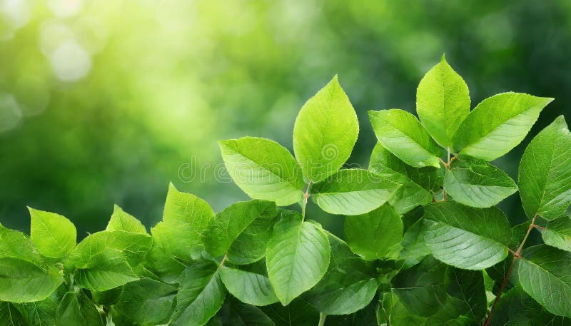 Closeup Green Leaves Background, Overlay Fresh Leaf Pattern, Natural ...