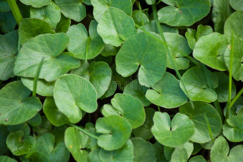 Green Leaves on the Floor in the Forest Stock Image - Image of garden ...