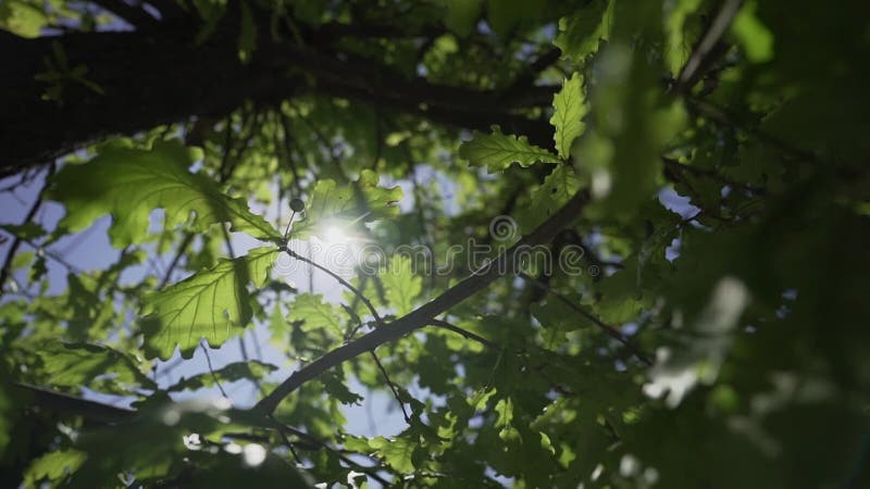 Closeup of Green Leaves on a Tree Blowing in the Wind Stock Footage ...
