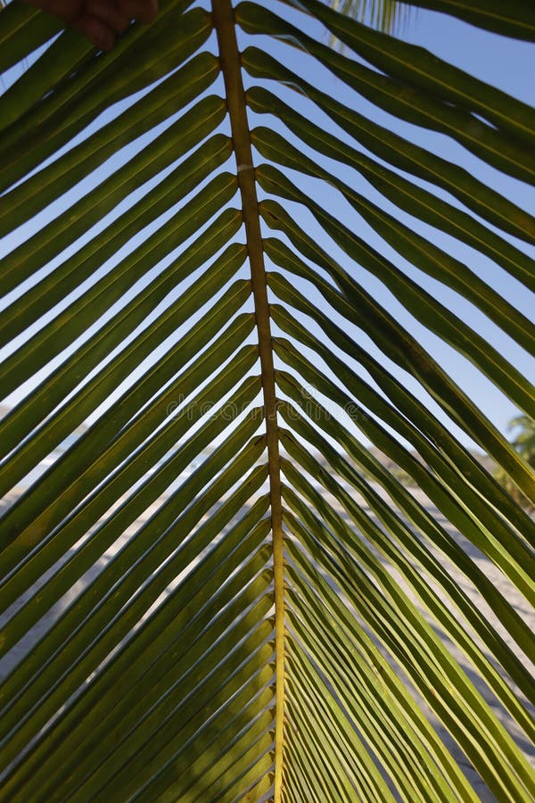 Closeup of Green Linear Palm Leaves in a Natural Environment. Vertical ...