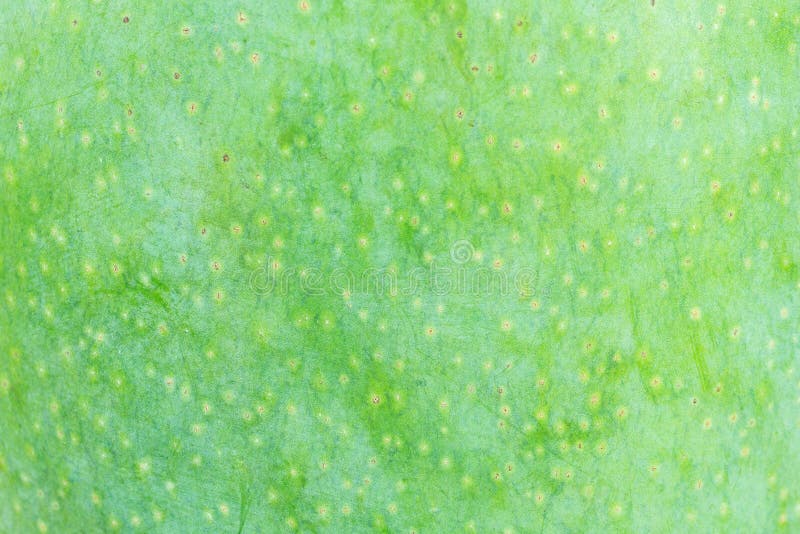 Closeup Green Mango Peel Texture Stock Photo - Image of closeup, view ...