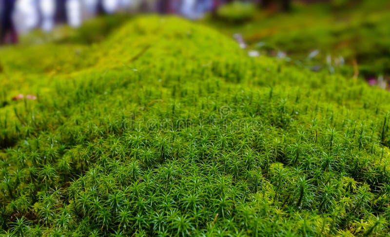 Closeup Green Moss in a Forest Stock Photo - Image of grove, forest ...
