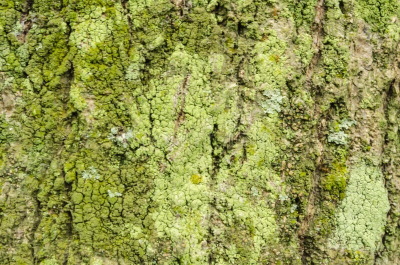 Green Moss Algae on Tree Texture Stock Photo - Image of spot, growing ...