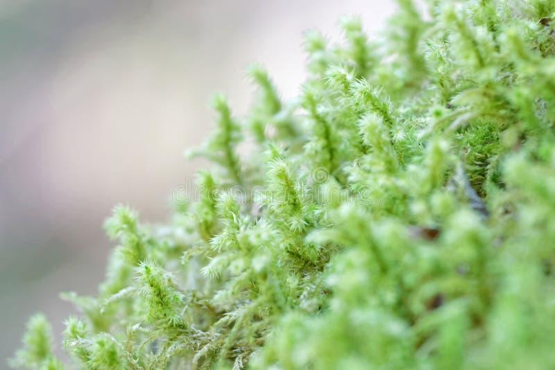 Closeup of green moss stock photo. Image of bryophyte - 57748888